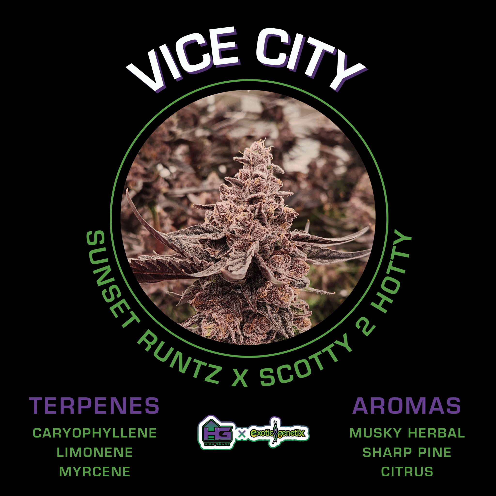 STRAIN PHOTO VICE CITY | High Grade
